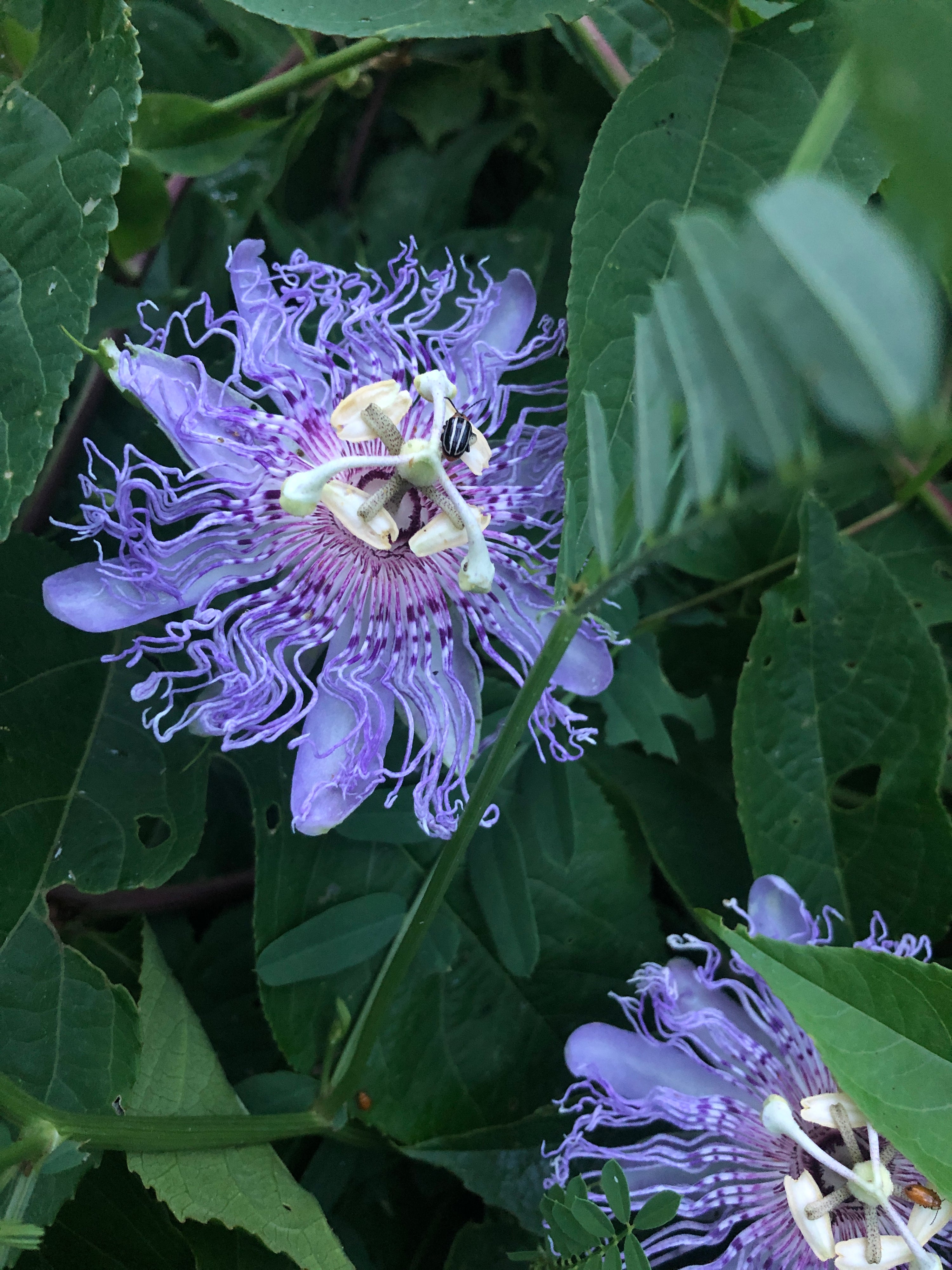 Passionflower (Passiflora incarnata) – Heilbron Herbs