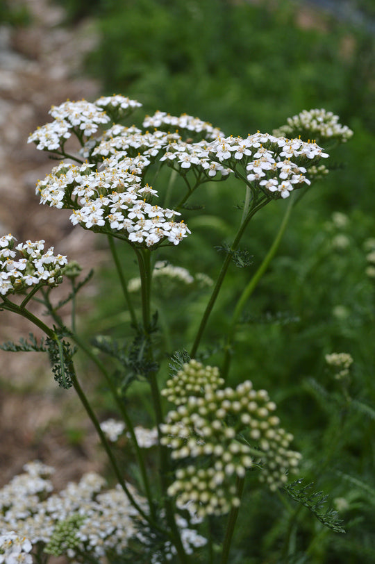 White Yarrow: Skin Benefits and Medicinal Uses – Heilbron Herbs